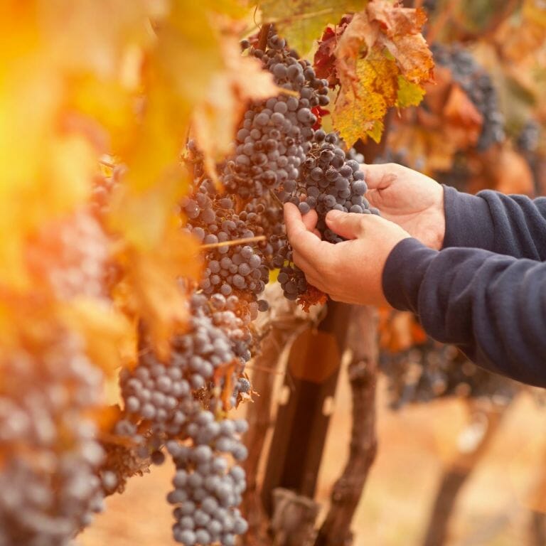Grape & Farm Safety Days - Lodi Chamber of Commerce